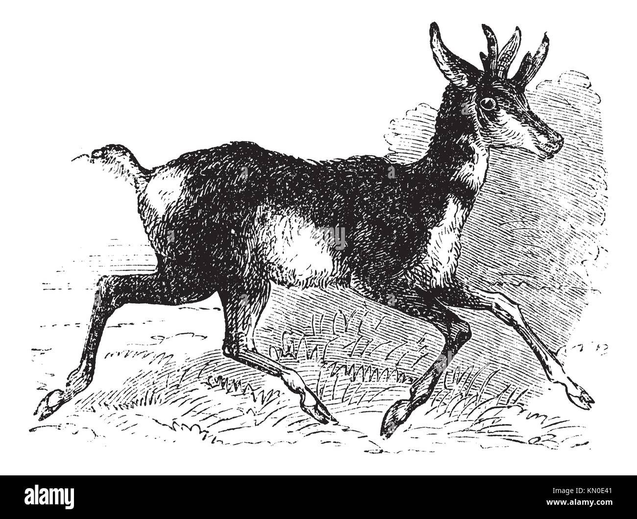 Pronghorn antelope buck Cut Out Stock Images & Pictures - Alamy