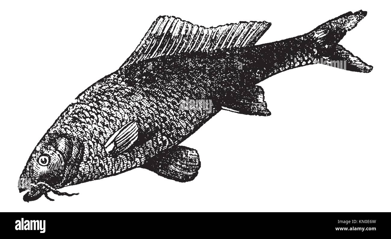 Black and white illustration carp Cut Out Stock Images & Pictures - Alamy