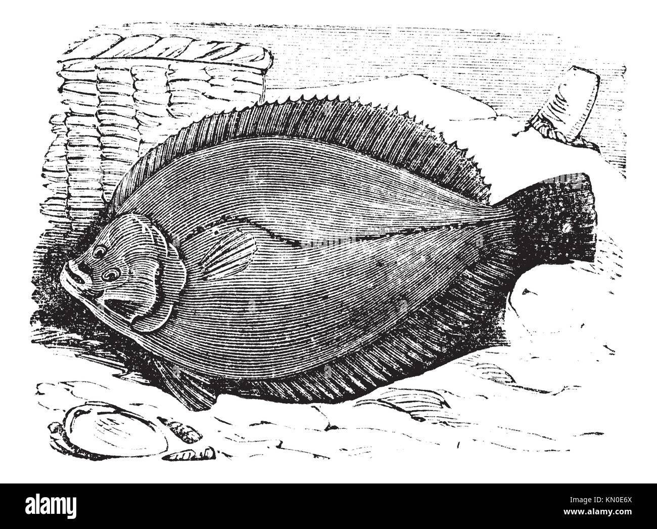 Black White Drawing Flounder High Resolution Stock Photography and ...