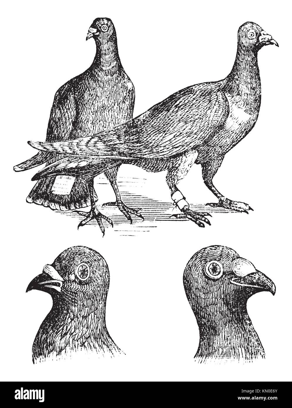 Messenger pigeon engraving hi-res stock photography and images - Alamy