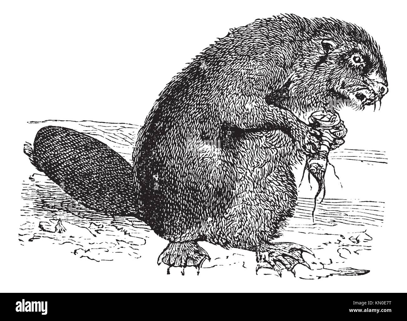 Mole-Rat Muskrat Canada Sand-Rat Teeth 1856 Large Original Antique ...