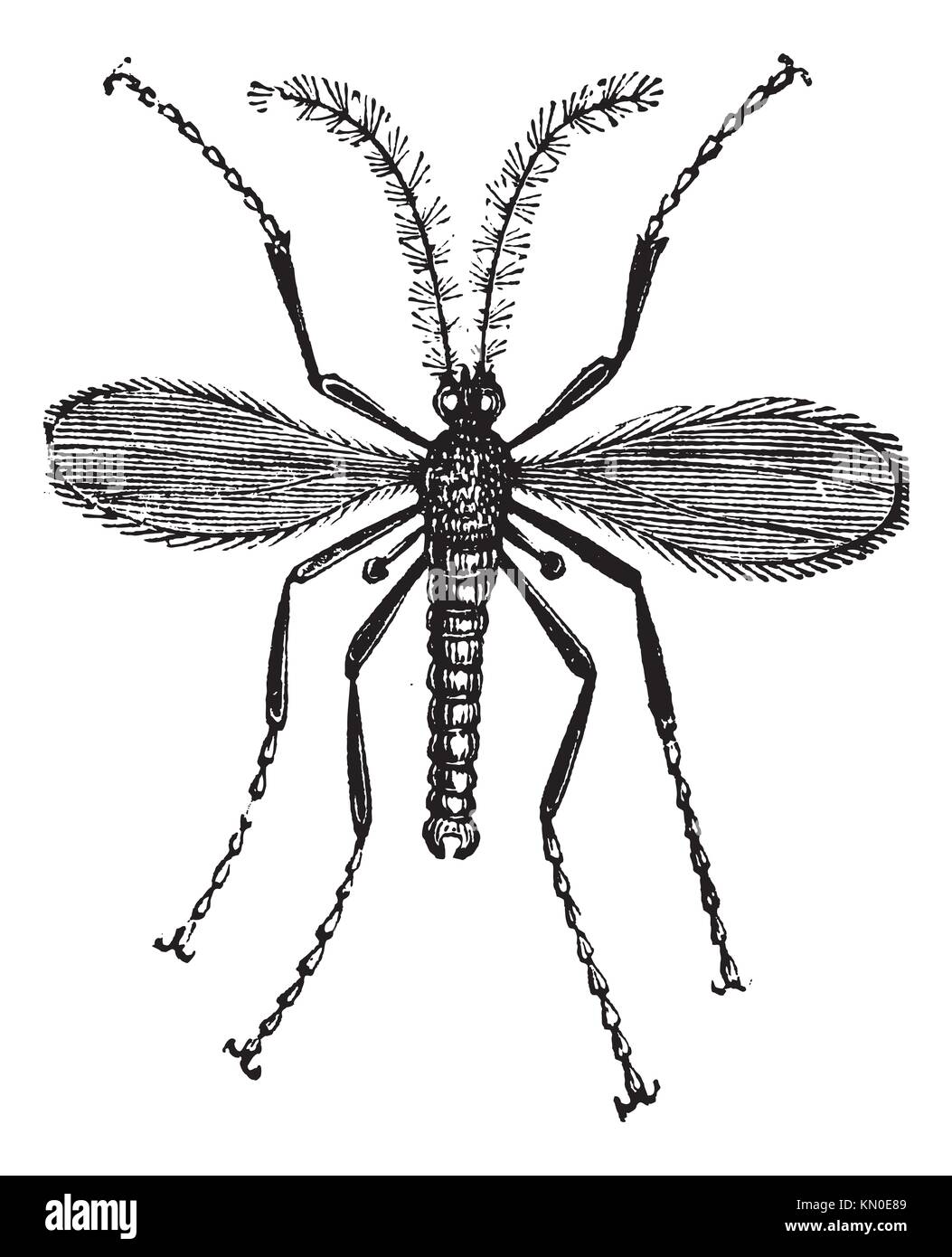 Hessian fly barley midge mayetiola hi-res stock photography and images ...