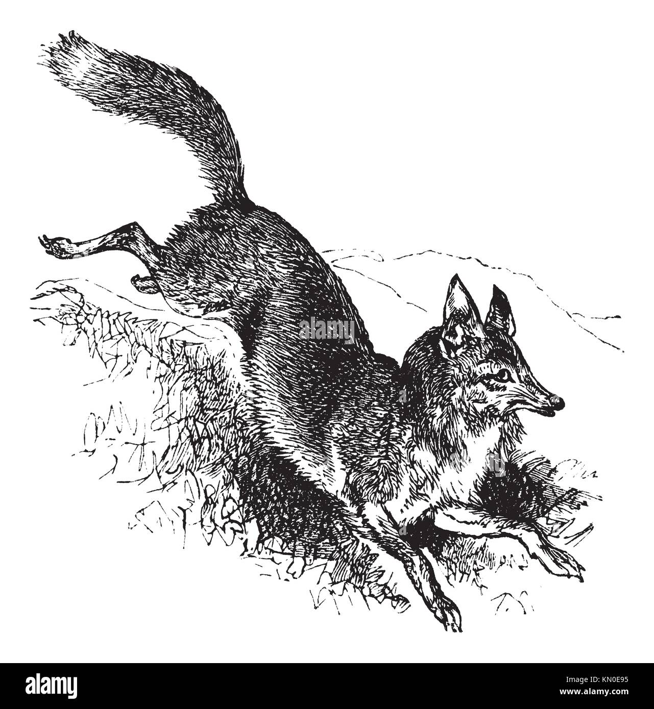 Jackal illustration hi-res stock photography and images - Alamy