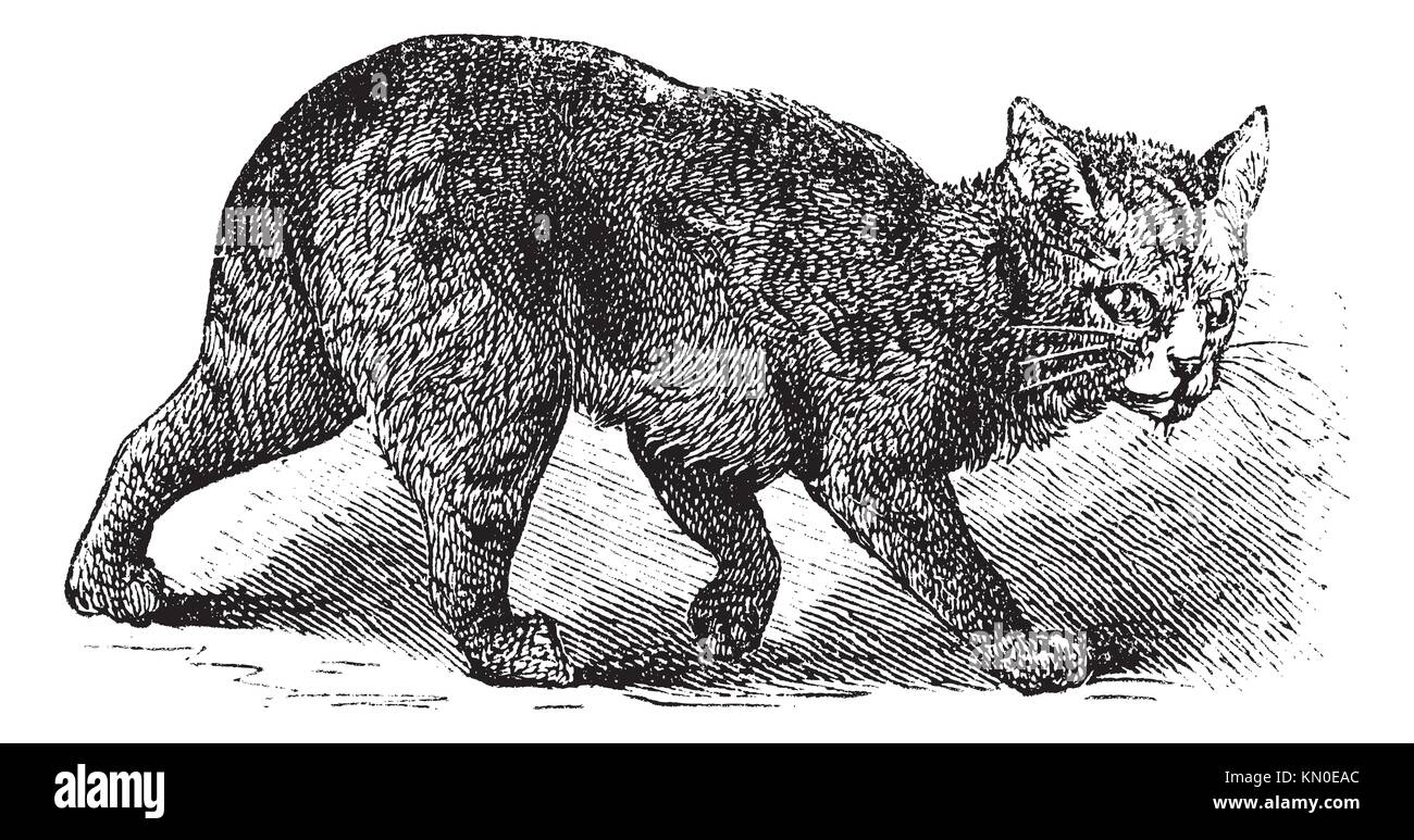 Animal illustration vintage zoo hi-res stock photography and images - Alamy