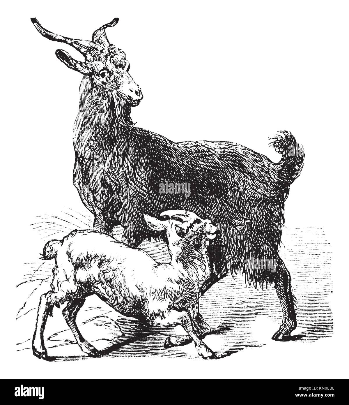 Vintage goat illustration hi-res stock photography and images - Alamy
