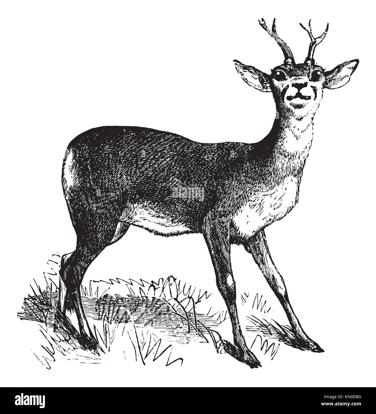 Vintage Deer Clip Art