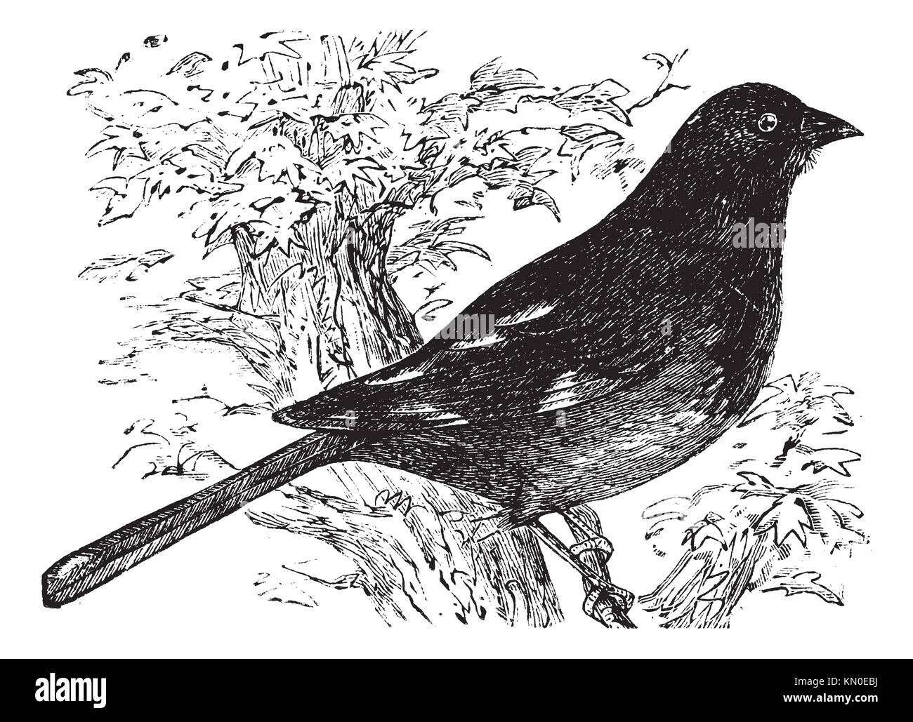 Eastern towhee Cut Out Stock Images & Pictures - Alamy