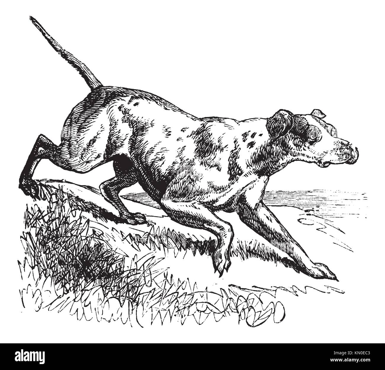 Upland game pointing breed Cut Out Stock Images & Pictures - Alamy