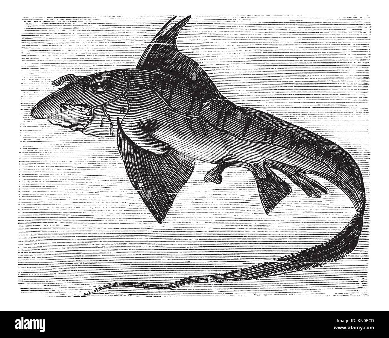 Rabbitfish chimaera monstrosa hi-res stock photography and images - Alamy