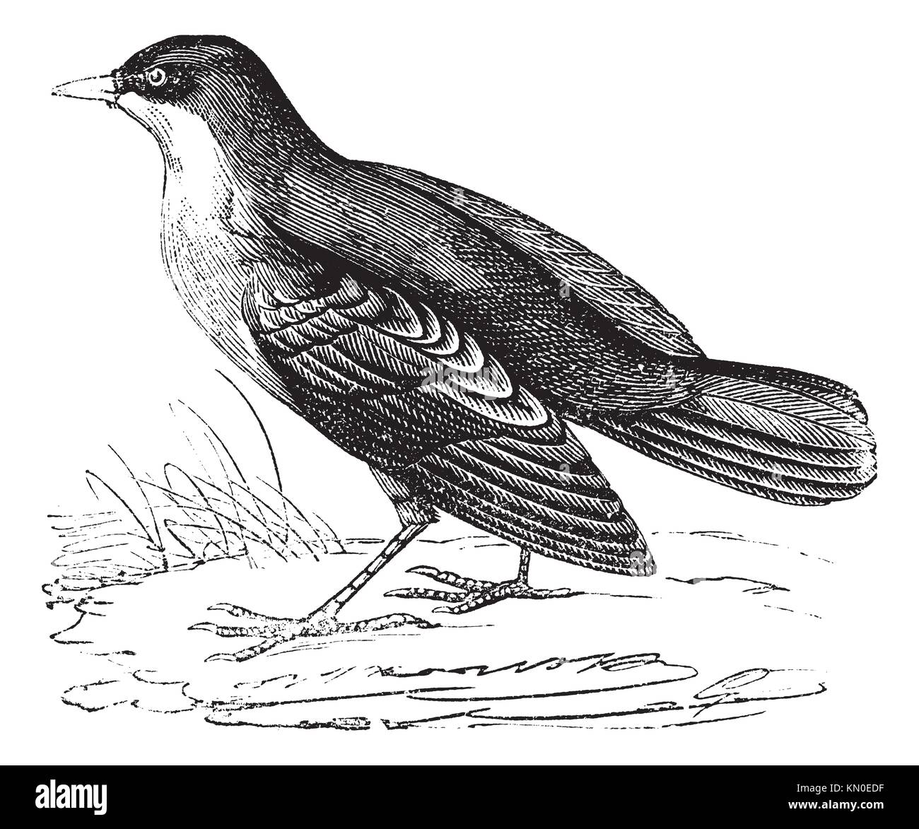 Storm petrel egg hi-res stock photography and images - Alamy