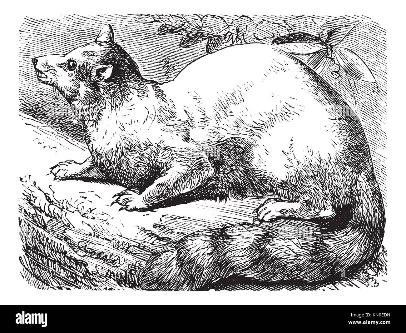 Ringtail cat hi-res stock photography and images - Alamy