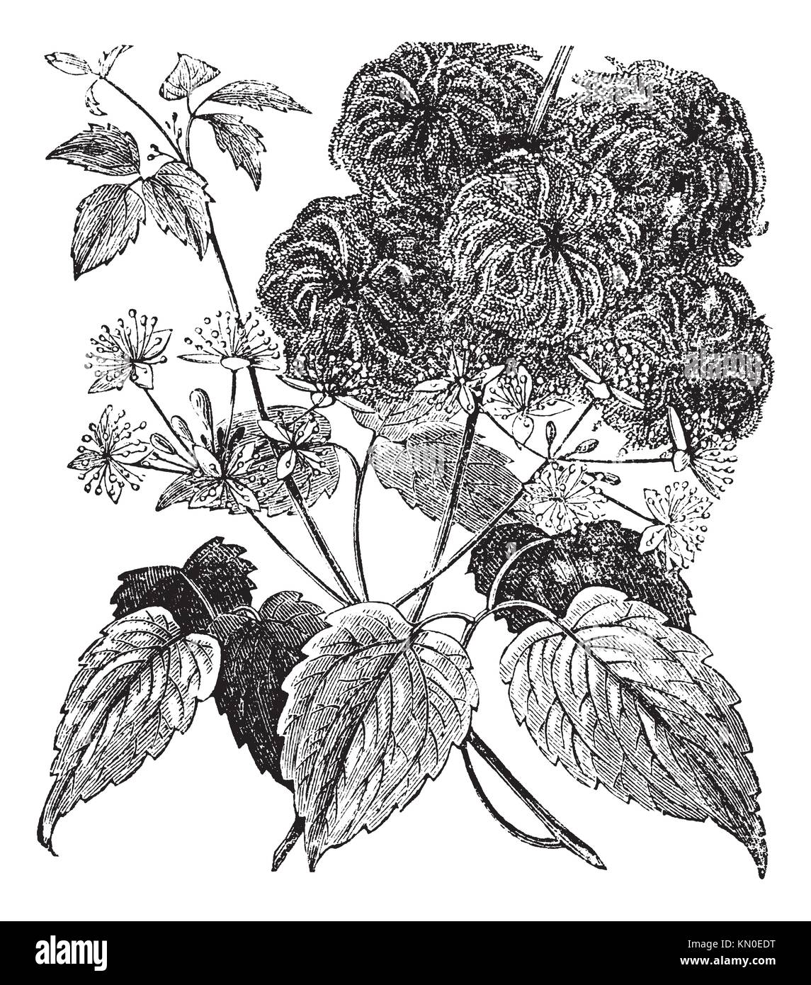 Clematis Virginiana High Resolution Stock Photography and Images - Alamy