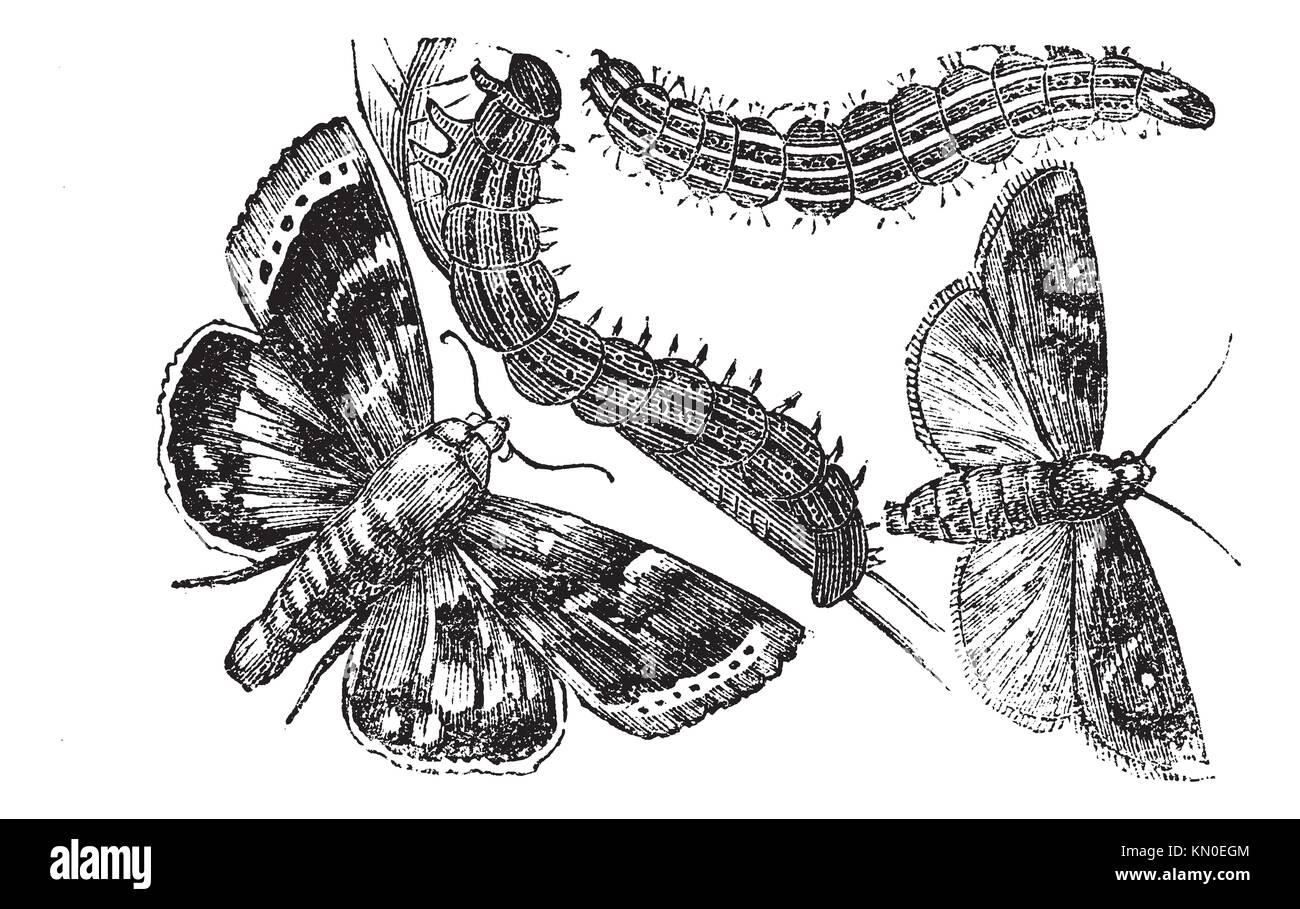 Lepidoptera noctuid noctuidae Cut Out Stock Images & Pictures - Alamy