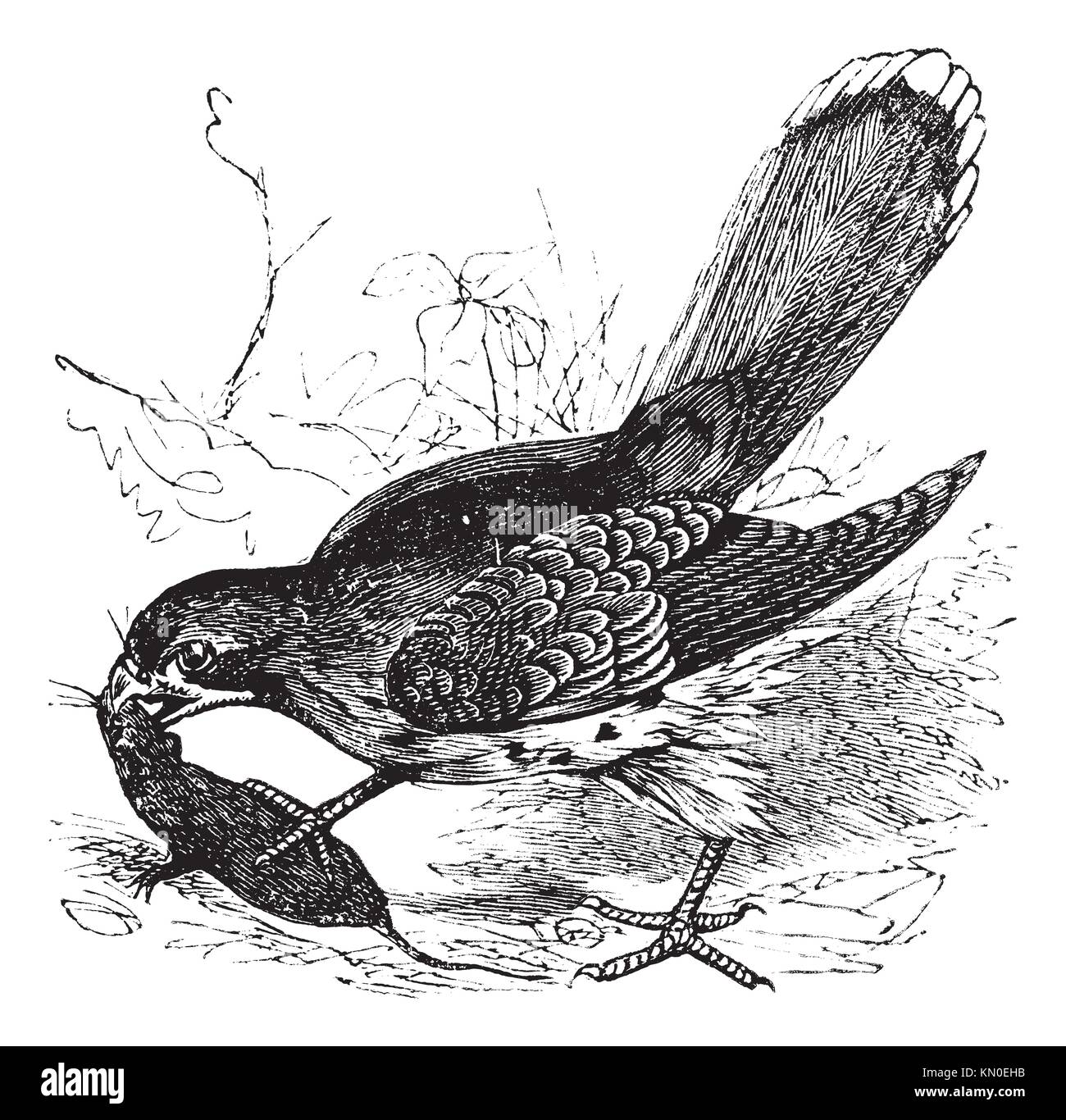 Peregrine falcon Cut Out Stock Images & Pictures - Alamy