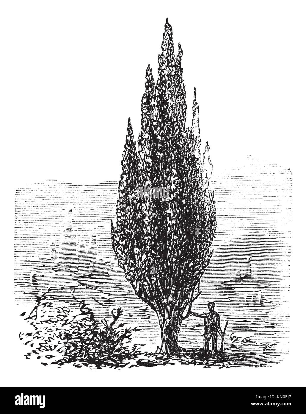 Italian cypress cupressus sempervirens cupressaceae hi-res stock ...