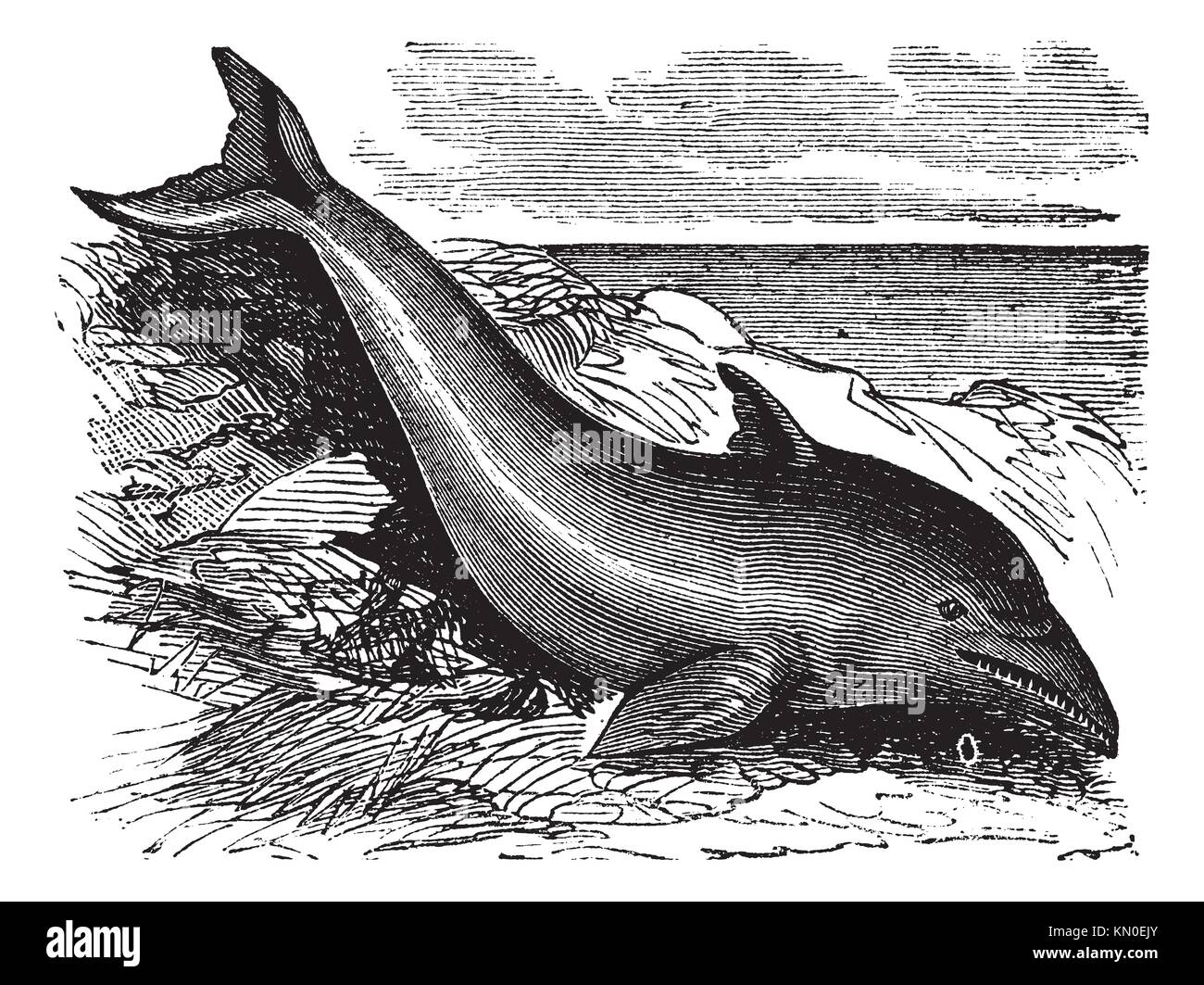 Black And White Dolphin Etching High Resolution Stock Photography and ...