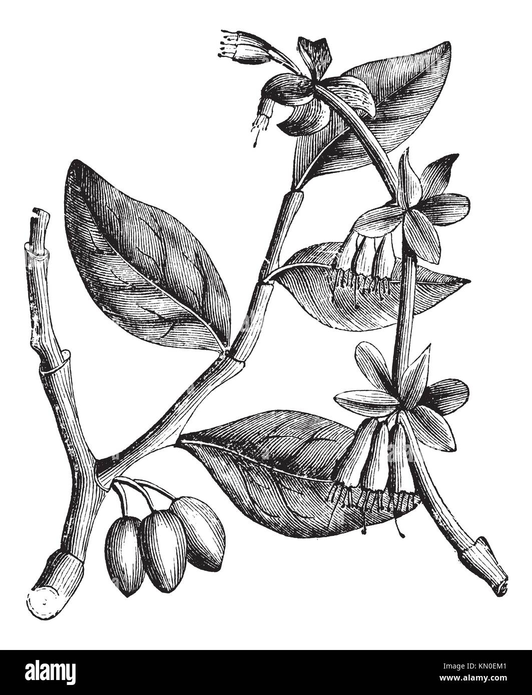 Dirca hi-res stock photography and images - Alamy