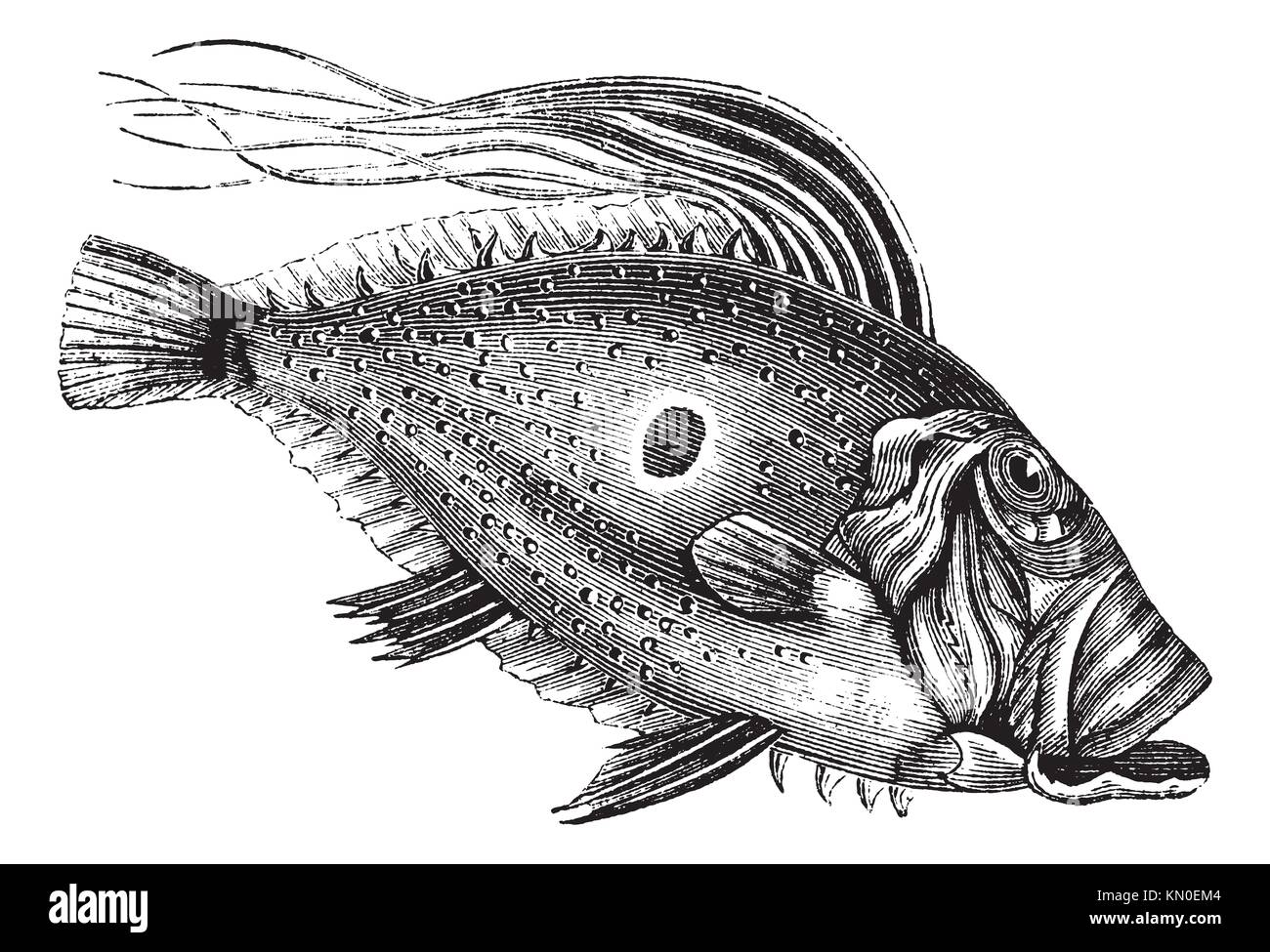 Ichthyological Ichthyology High Resolution Stock Photography and Images ...