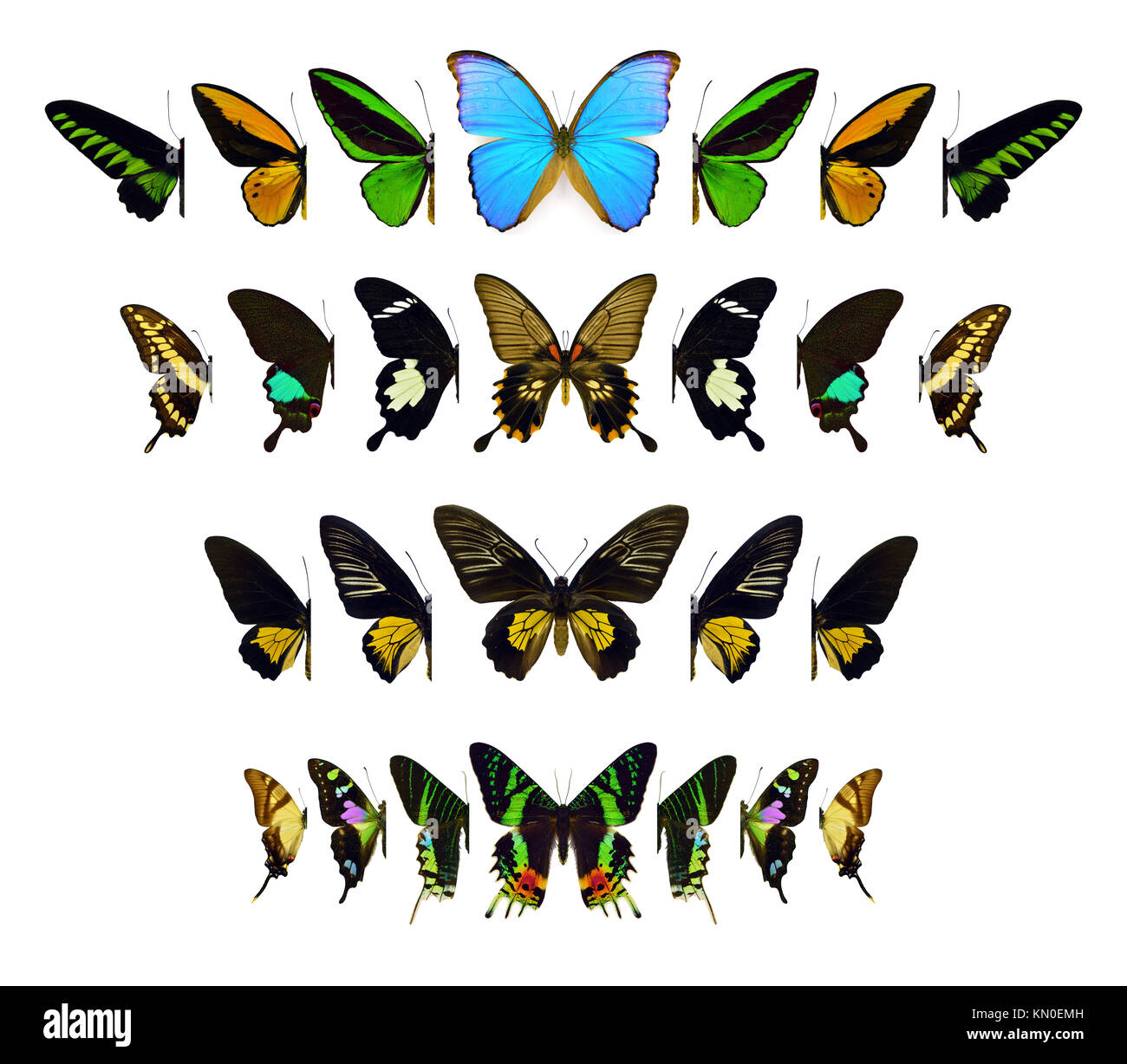 Collection of beautiful exotic colorful butterflies isolated on white ...