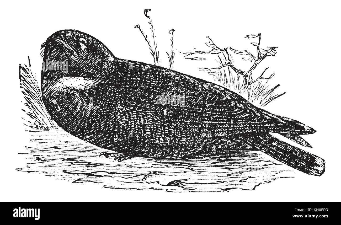 Spotted Nightjar or Eurostopodus argus, vintage engraving Old engraved ...