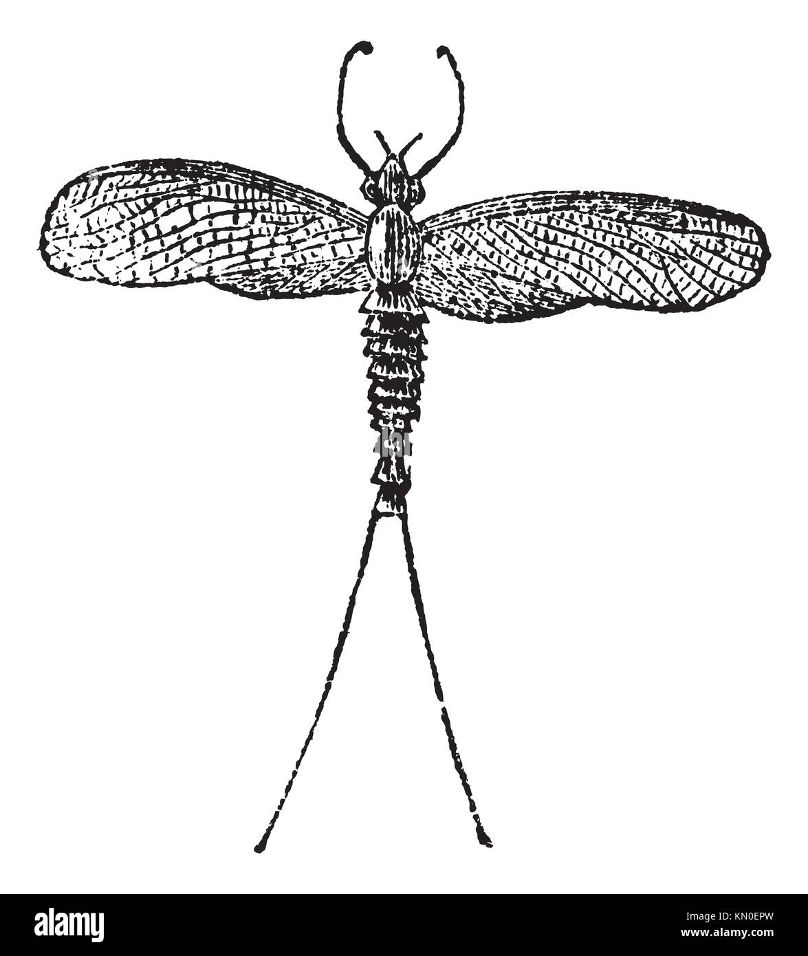 Shadfly hi-res stock photography and images - Alamy