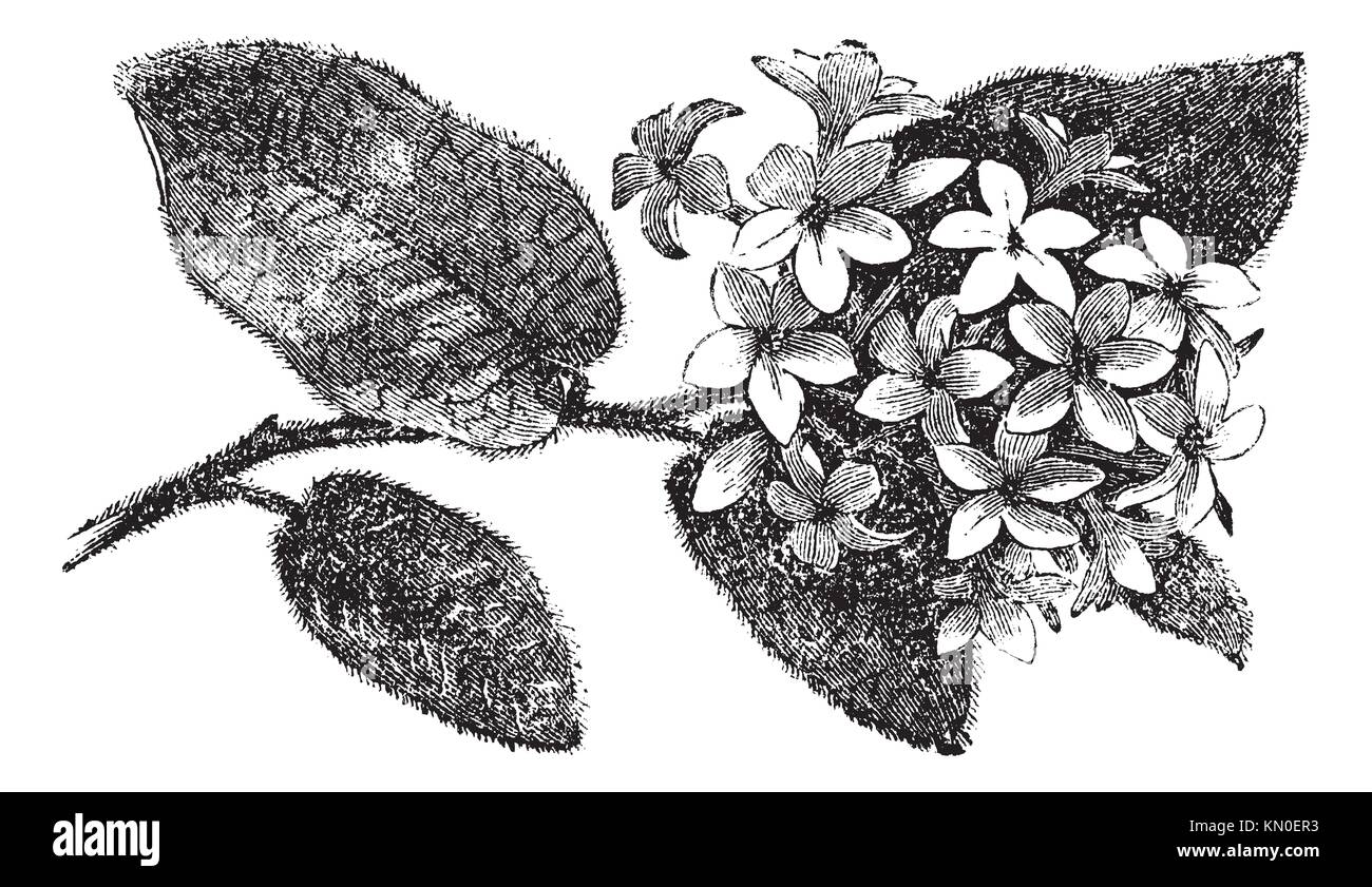 Mayflower Flower Drawing