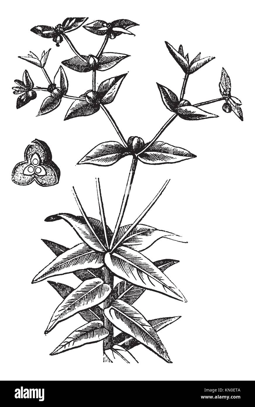 Euphorbia Ipecacuanhae Flower