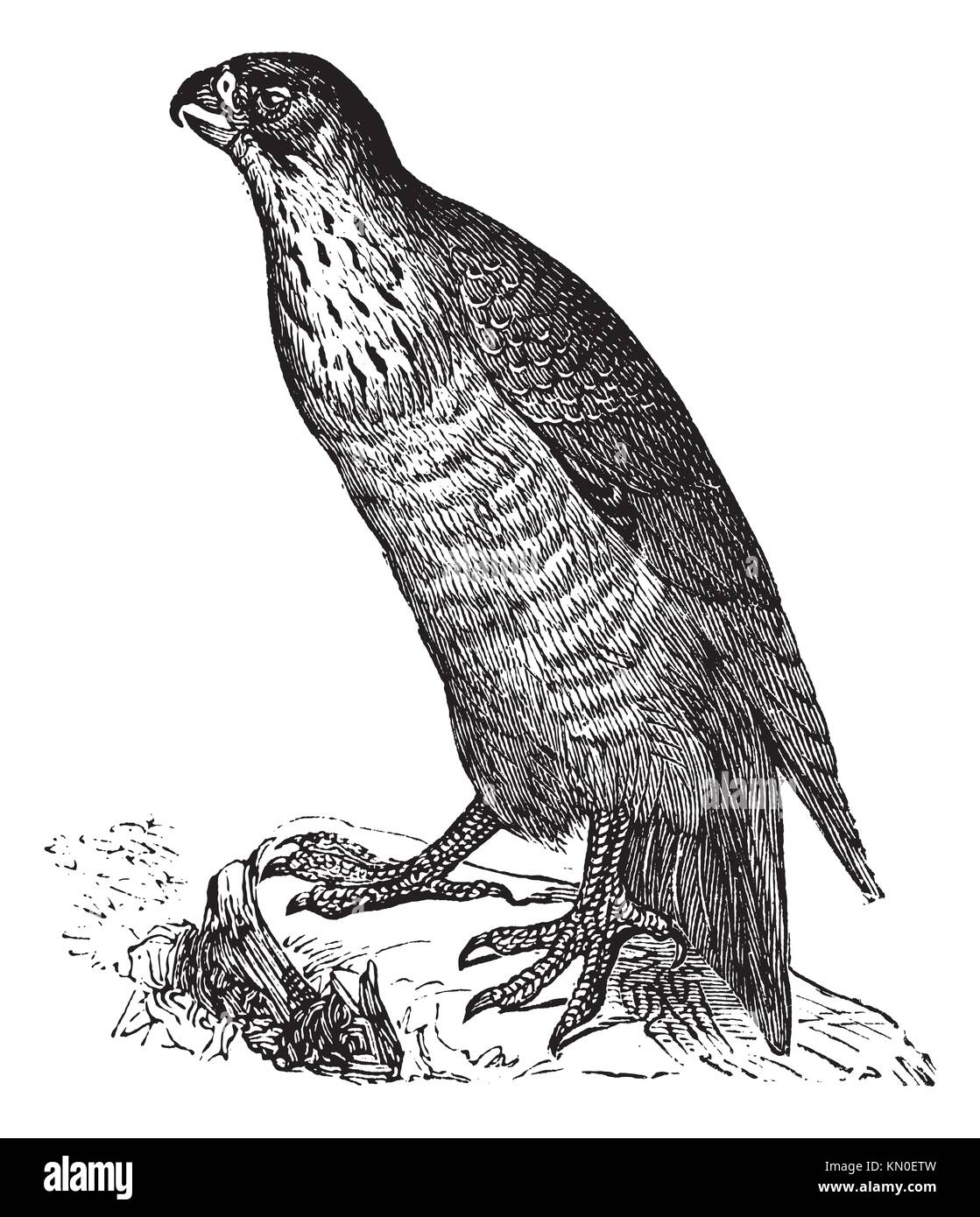 A peregrine falcon Cut Out Stock Images & Pictures - Alamy