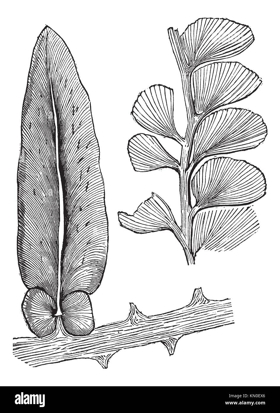 Pteridospermatophyta