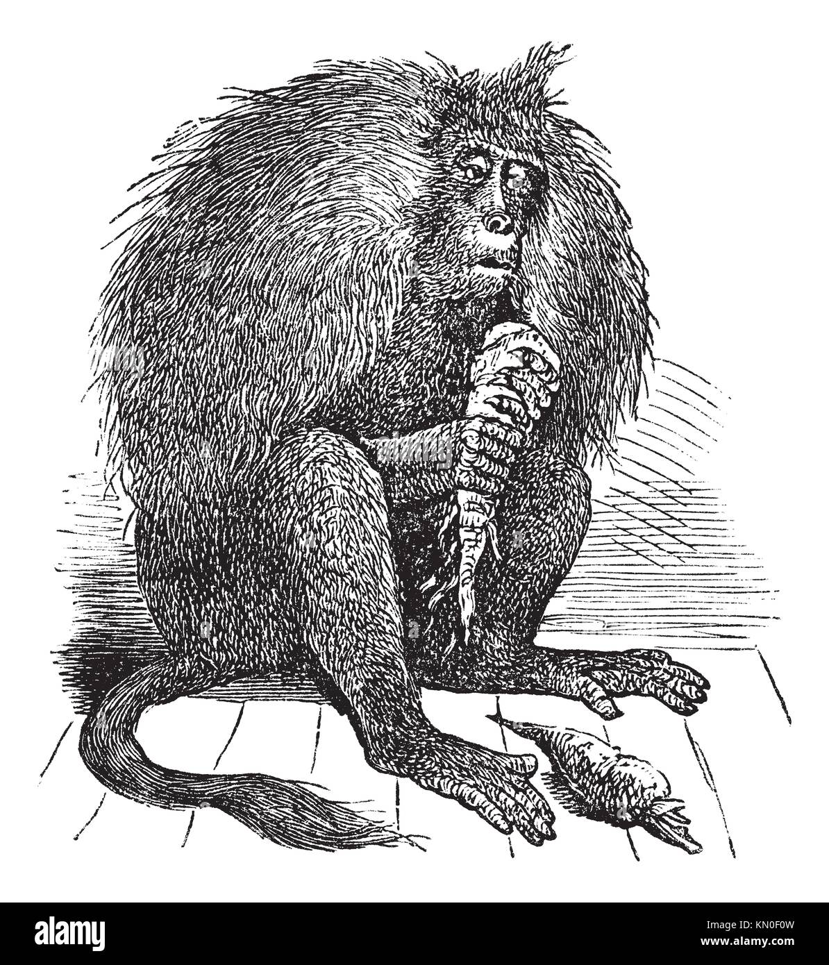 Drawing illustration art baboon hi-res stock photography and images - Alamy