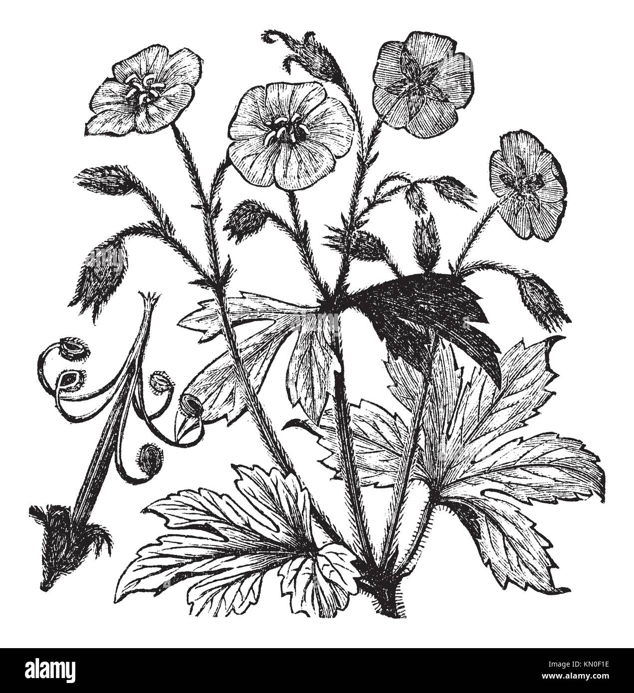 Geranium botanical illustration Cut Out Stock Images & Pictures - Alamy