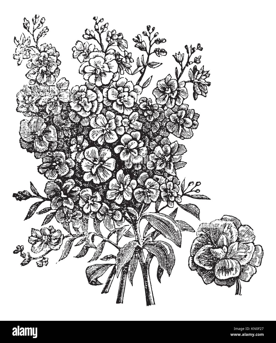 Wallflower Plant Drawing