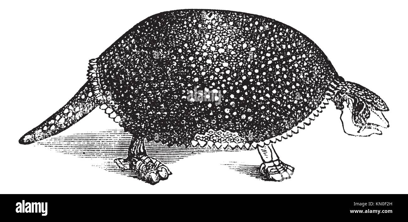 Glyptodon High Resolution Stock Photography and Images - Alamy