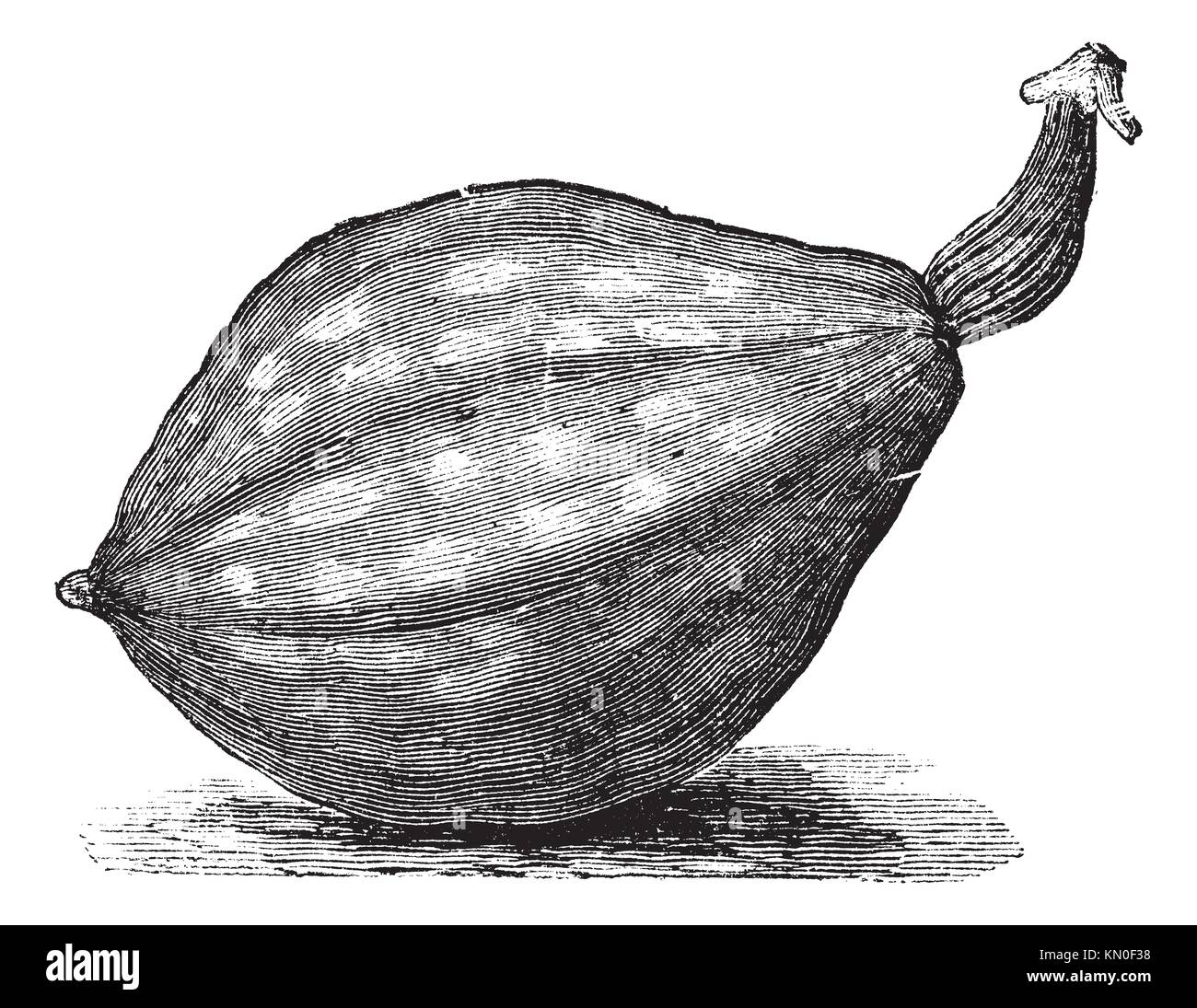 Sponge Gourd Drawing