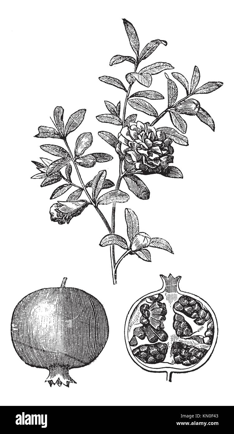 Engraving fruit hi-res stock photography and images - Alamy