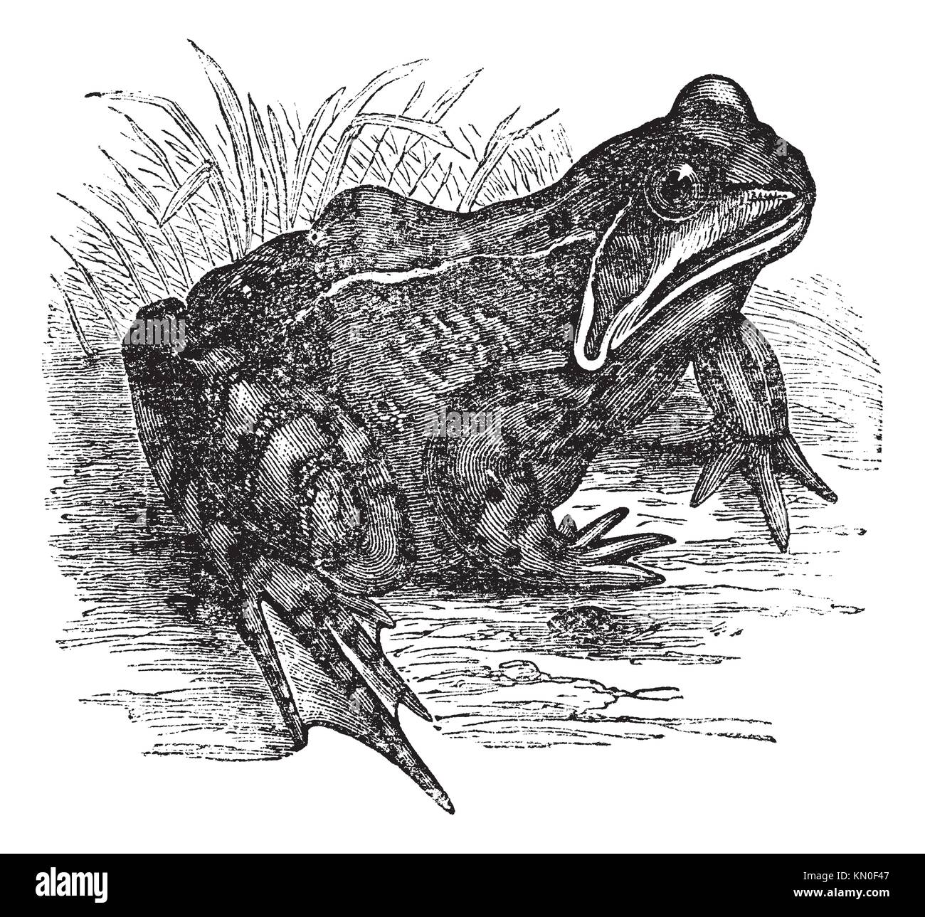 Vintage Frog Illustration High Resolution Stock Photography and Images ...