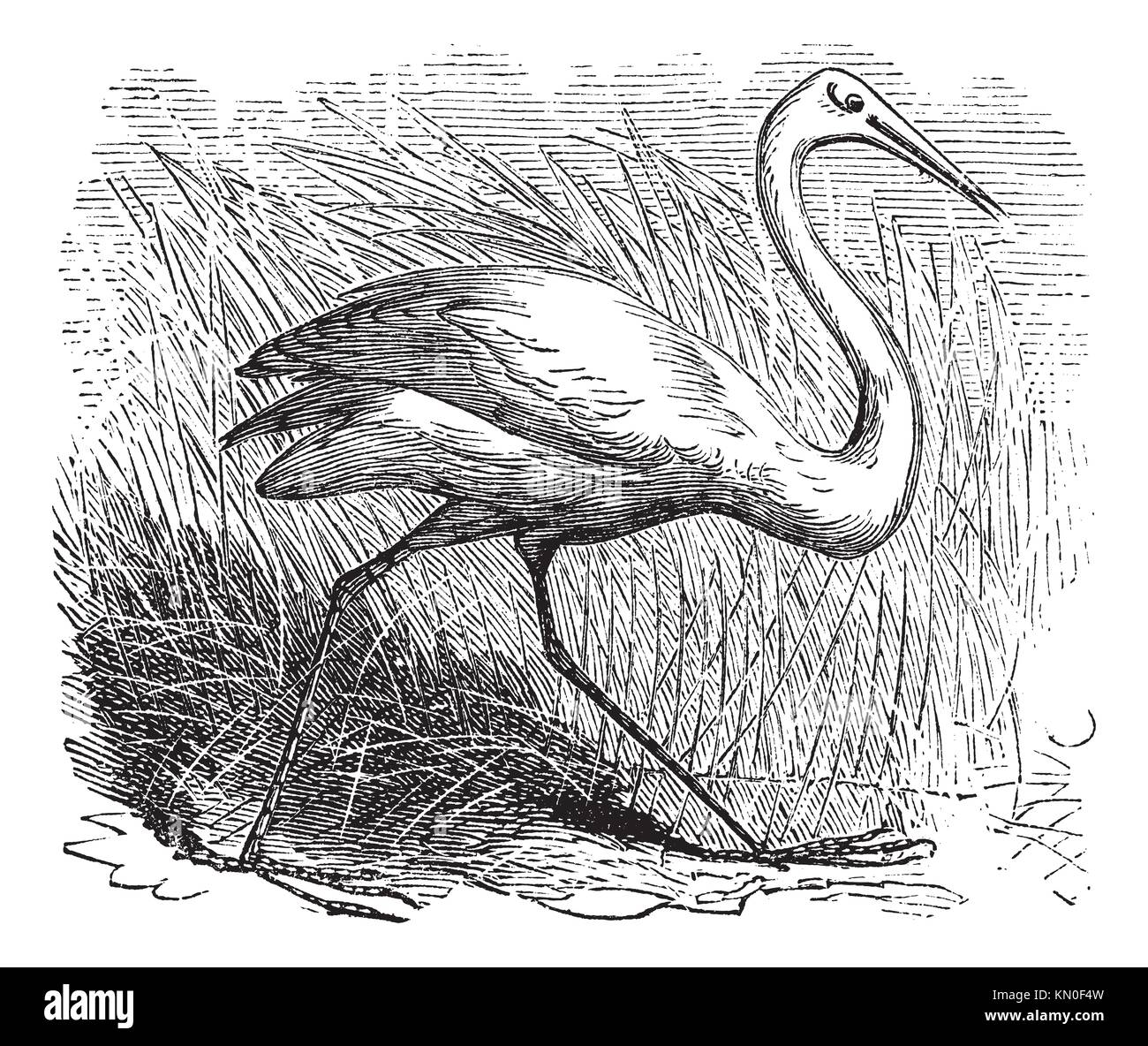 Whooping Crane Drawing