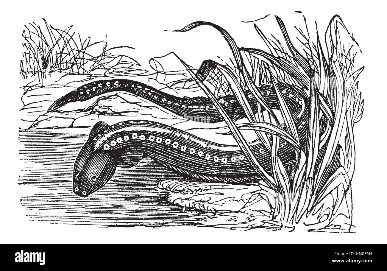 Picture of moray eel Cut Out Stock Images & Pictures - Alamy