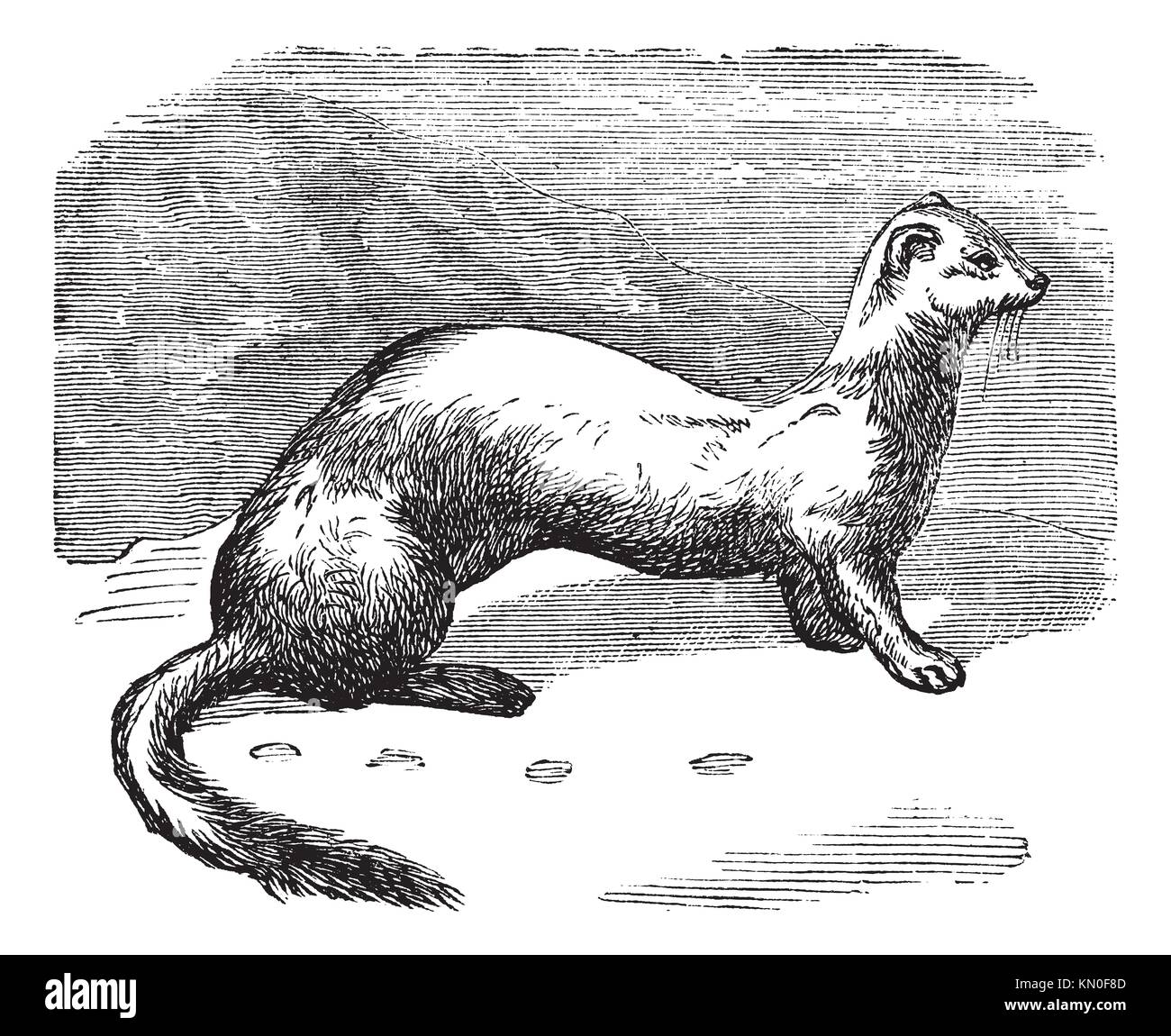 Short tailed weasel white Cut Out Stock Images & Pictures - Alamy
