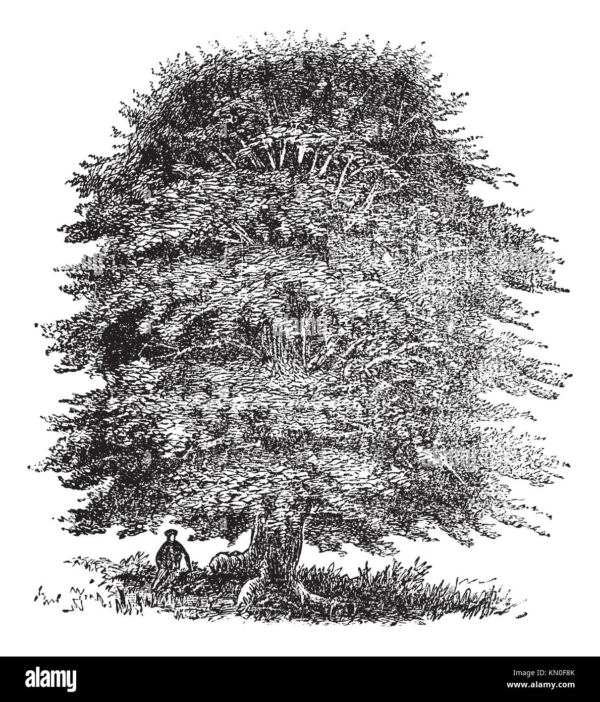 Beech tree illustration hi-res stock photography and images - Alamy