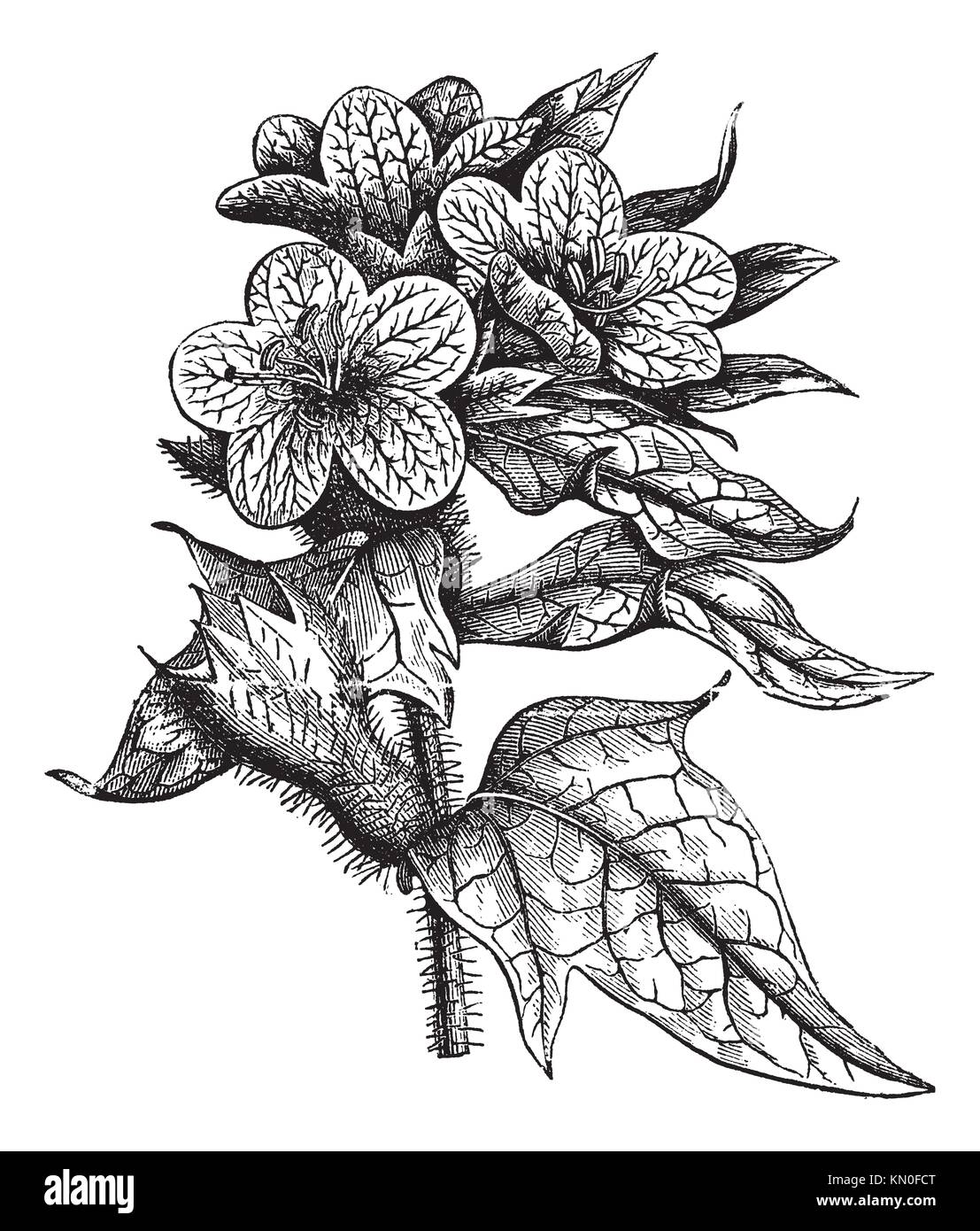 Nightshade Flower Drawing