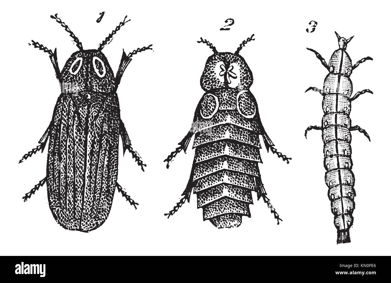 Firefly Insect Sketch