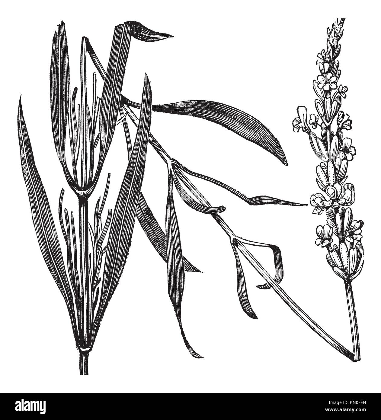 Lavender botanical illustration Cut Out Stock Images & Pictures - Alamy
