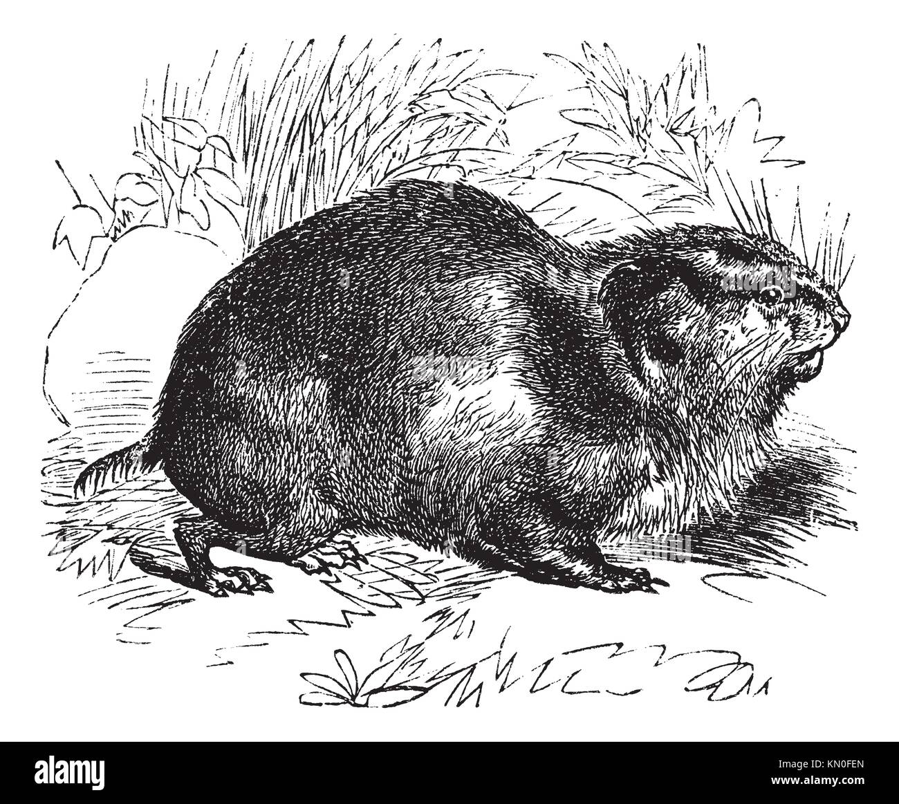Lemming drawing hi-res stock photography and images - Alamy