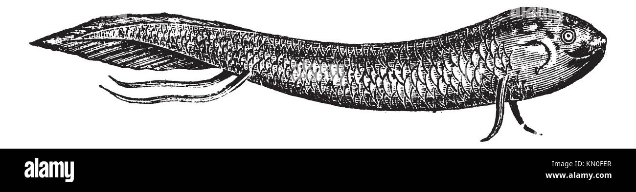 Lepidosiren or South American lungfish or American mud-fish or scaly ...