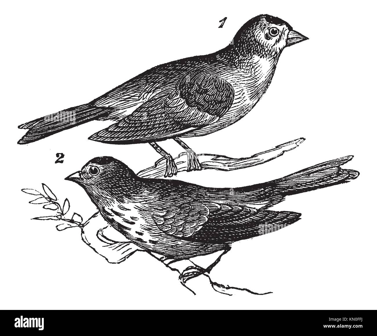 Common linnet male female hi-res stock photography and images - Alamy