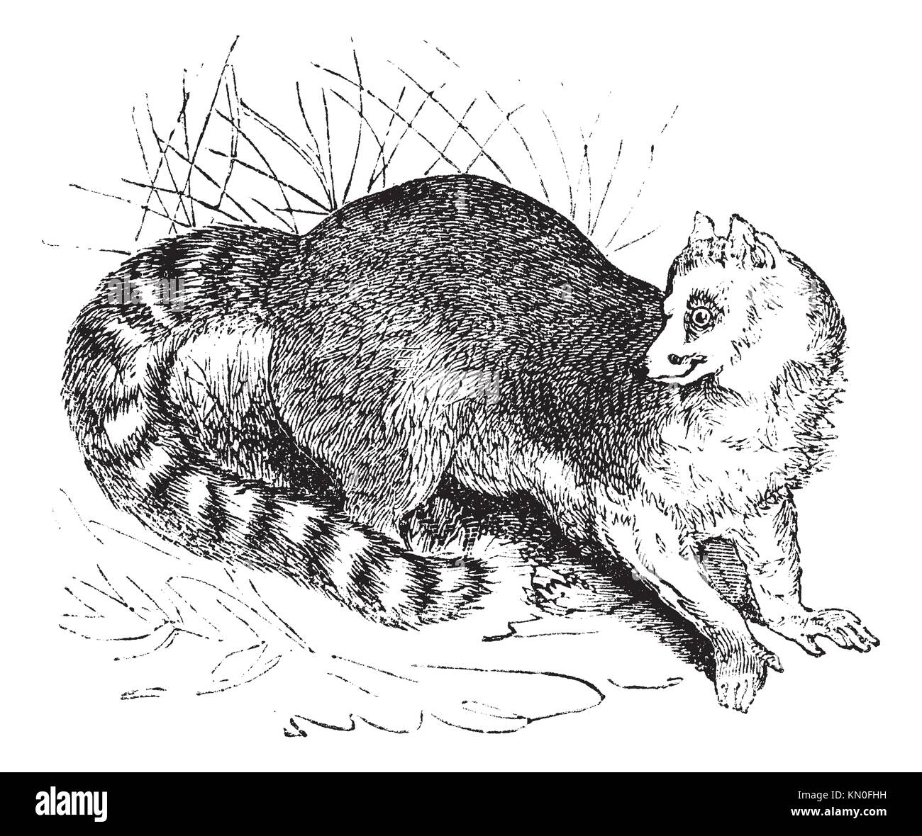 Maki mococo Cut Out Stock Images & Pictures - Alamy