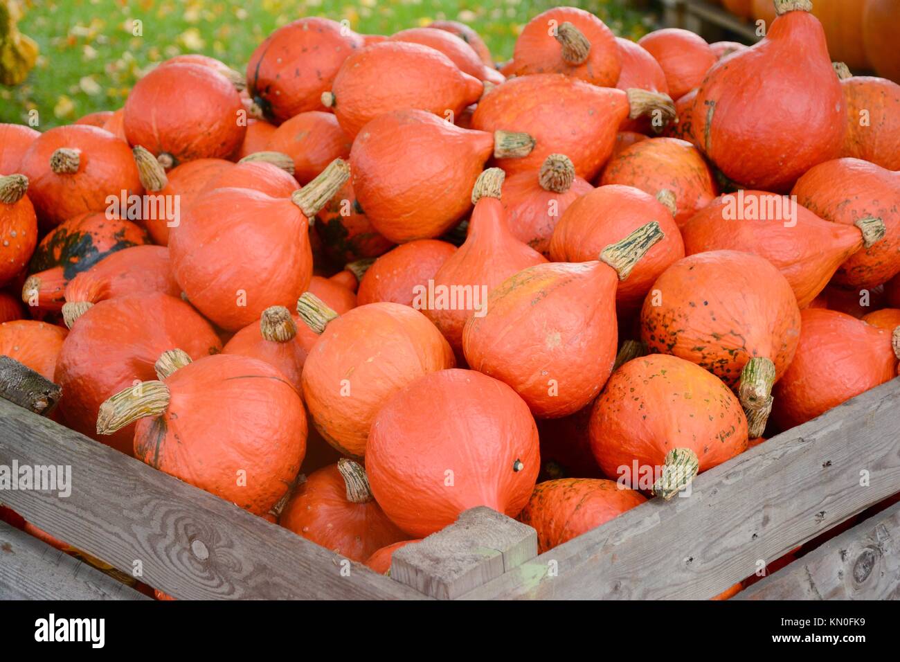 Red kuri squash in a large wooden crate Stock Photo - Alamy