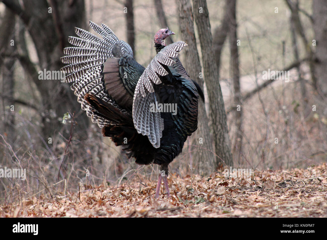 A wild turkey walks through the forest November 22, 2017 in Virginia ...