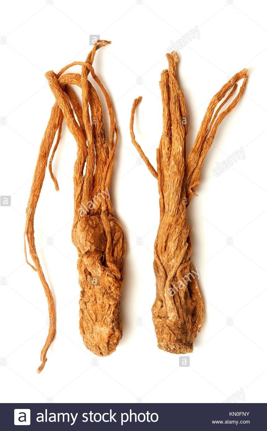 Angelica Sinensis Stock Photos & Angelica Sinensis Stock Images - Alamy
